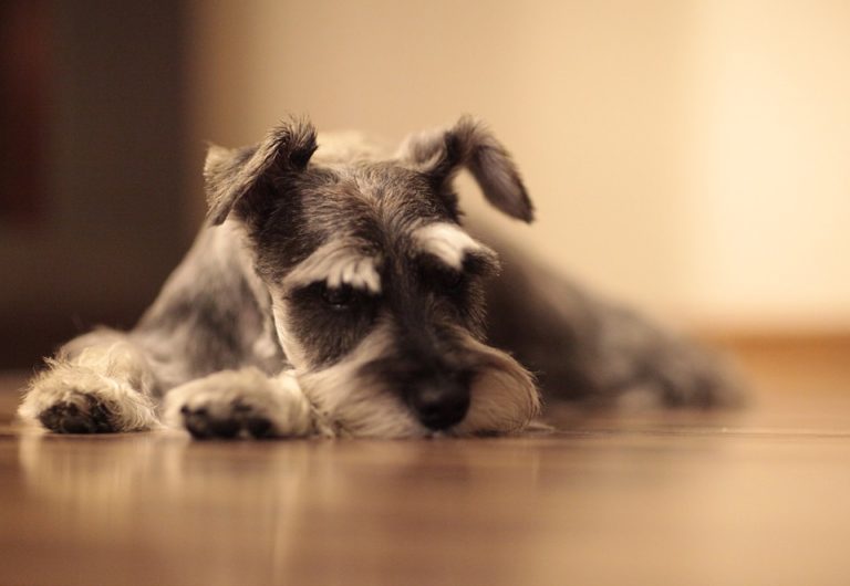 Clifor, el schnauzer que gana una tutela - Pet Family