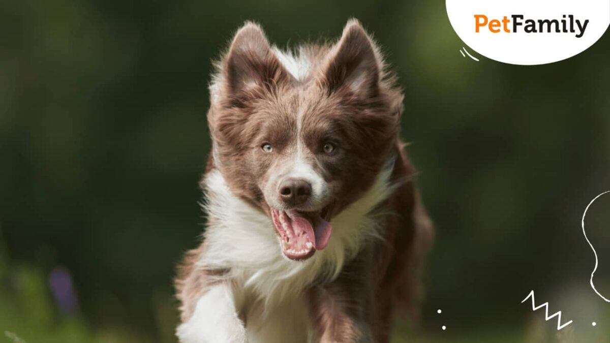 Raza de perro fácil de entrenar - Pet Family