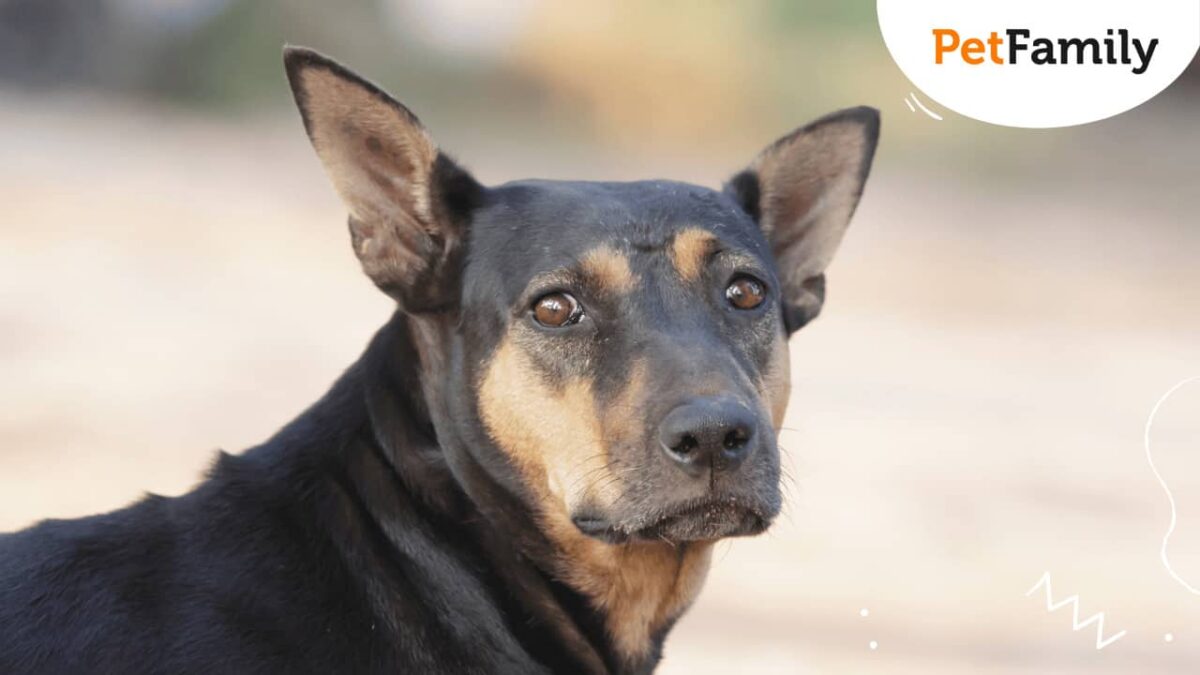 Raza de perro fácil de entrenar - Pet Family