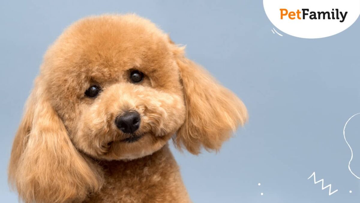 Raza de perro fácil de entrenar - Pet Family