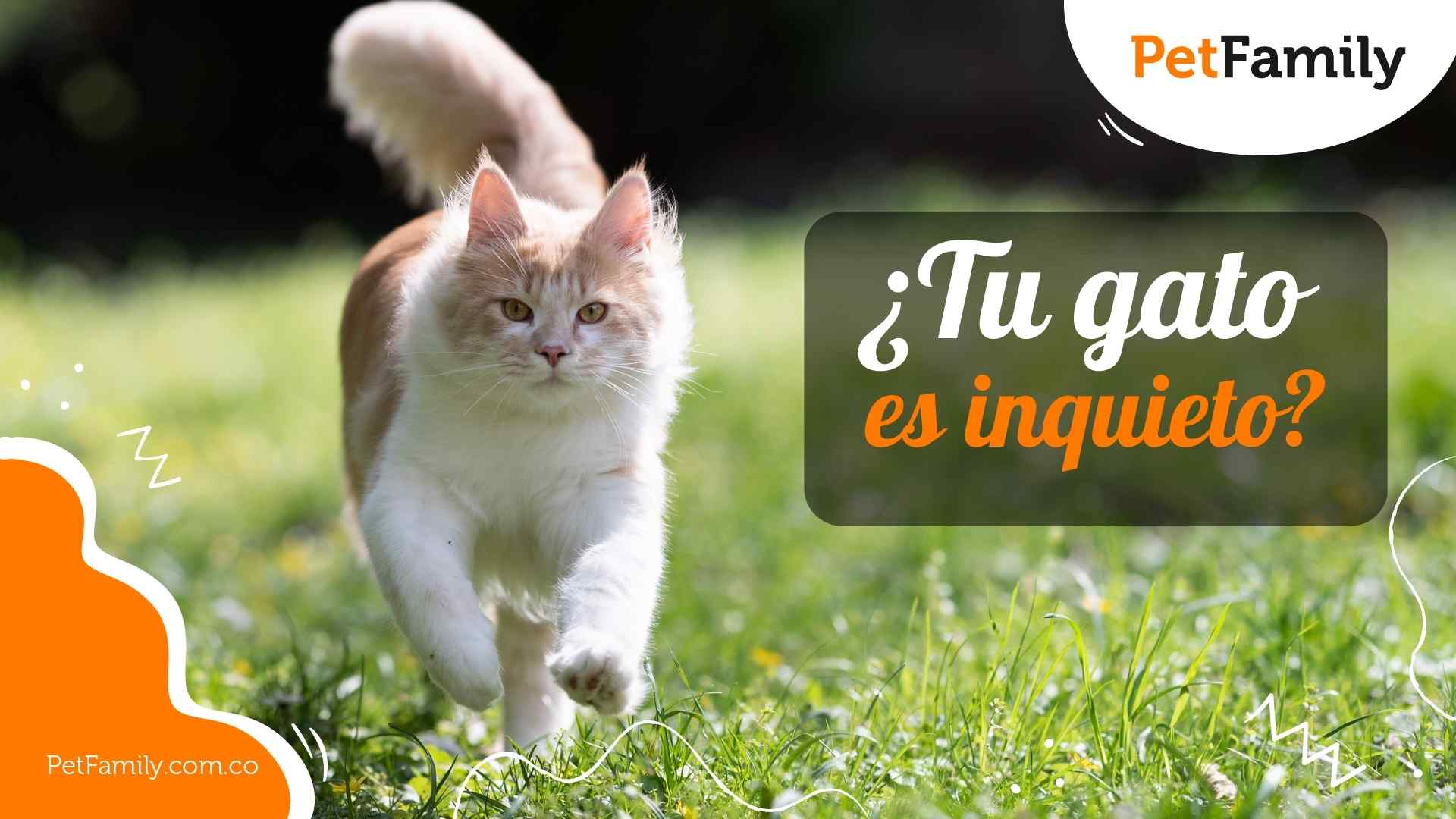 ¿Tu gato es inquieto? - Pet Family