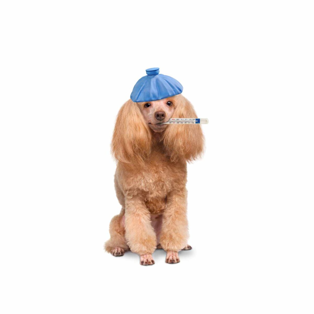 Moquillo en perros: Prevención, diagnóstico y cuidados - Pet Family