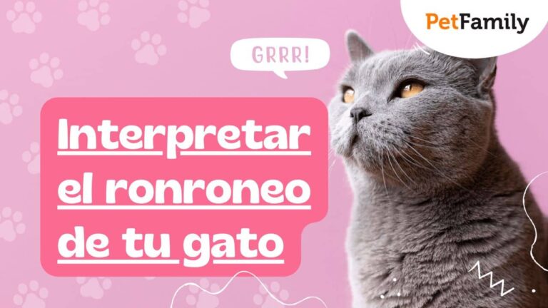 Cómo interpretar el ronroneo de tu gato: señales de felicidad y ...