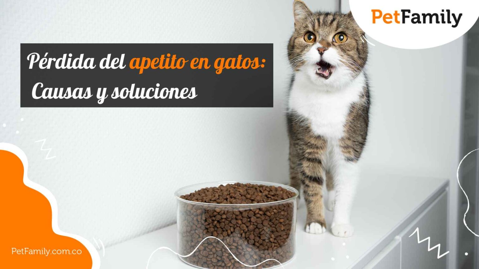 Pérdida del apetito en gatos: Causas y soluciones - Pet Family