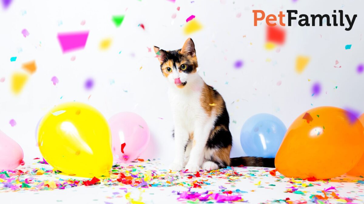 5 Actividades a realizar con tu mascota - Pet Family