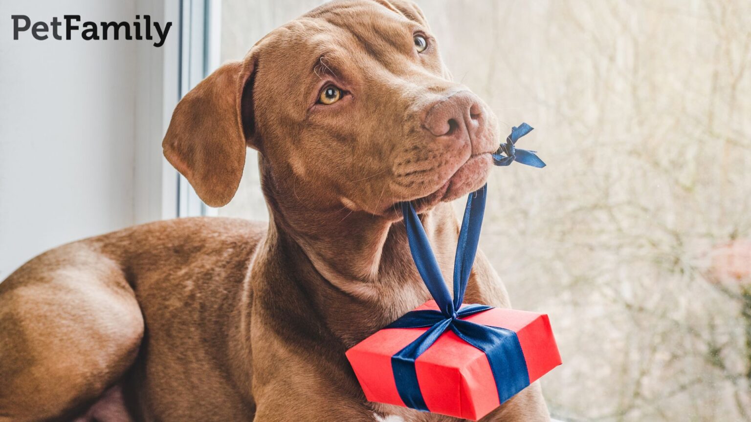 5 Actividades a realizar con tu mascota - Pet Family