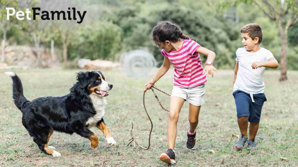 5 Actividades a realizar con tu mascota - Pet Family