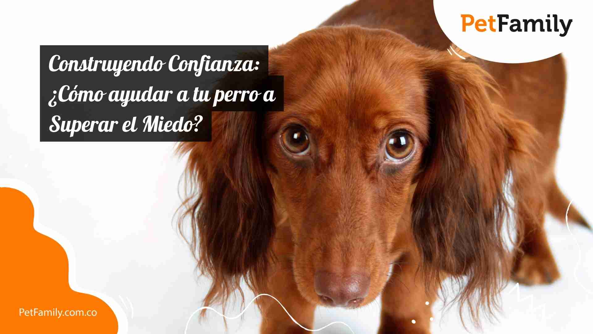 Construyendo Confianza: Ayudar a tu perro a superar el miedo - Pet Family