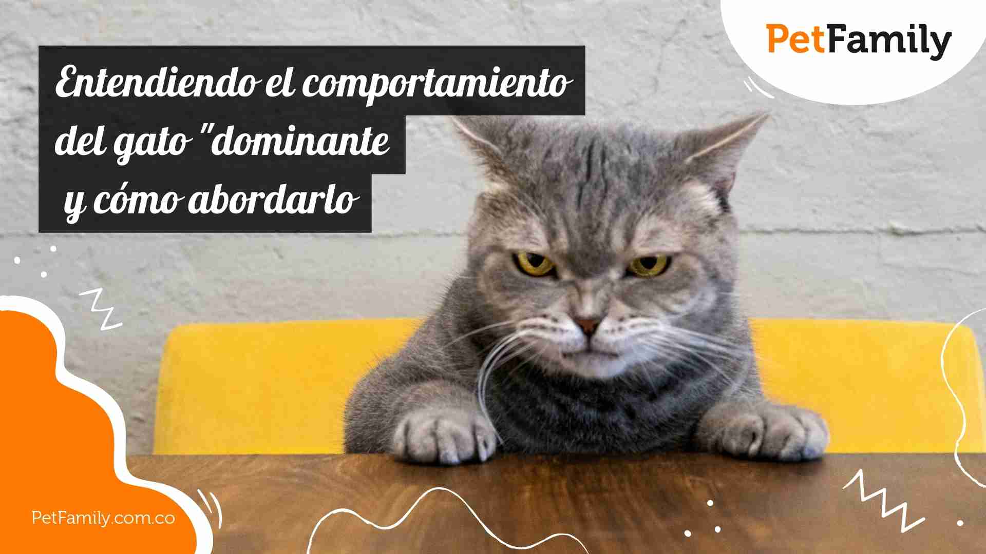 ¿Cómo Identificar A Un Gato : COMO SABER SI ES GATO O GATA A SIMPLE ...