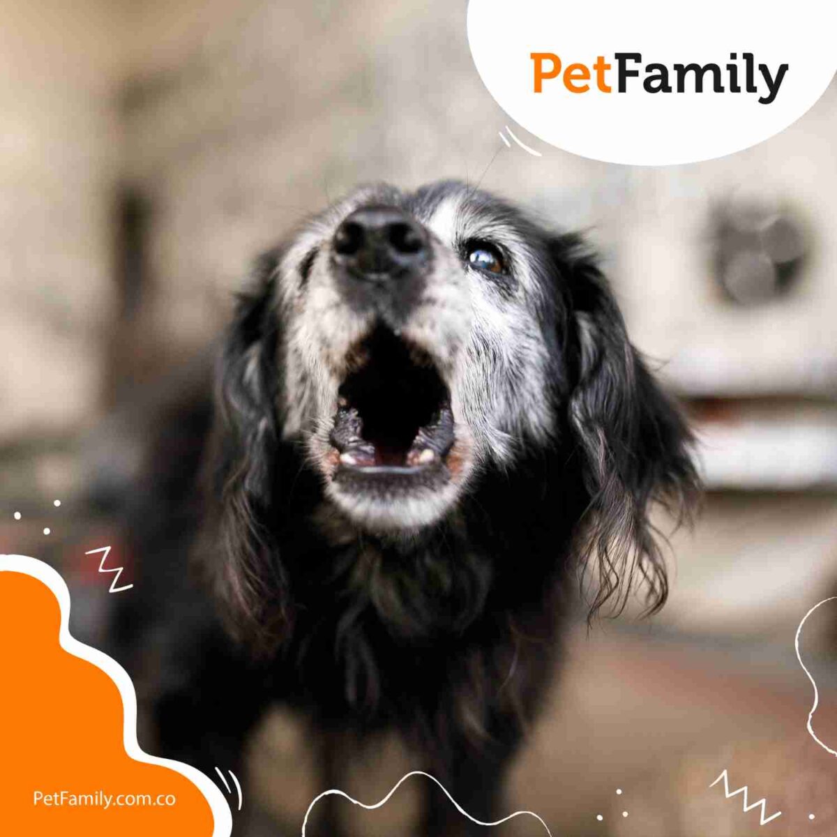Los secretos detrás de los ladridos sin motivo - Pet Family
