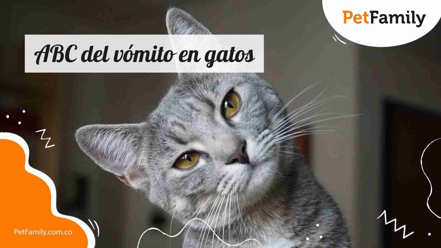 ABC del vómito en gatos - Pet Family