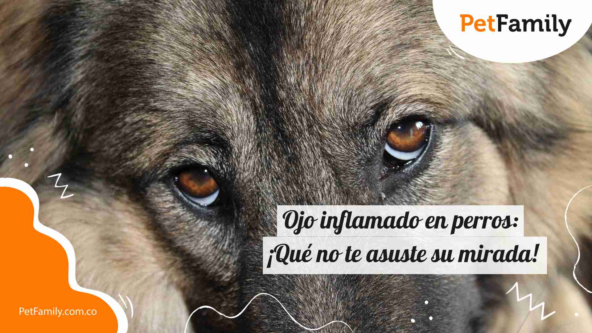 Como Saber Si Un Cachorro Esta Hinchado
