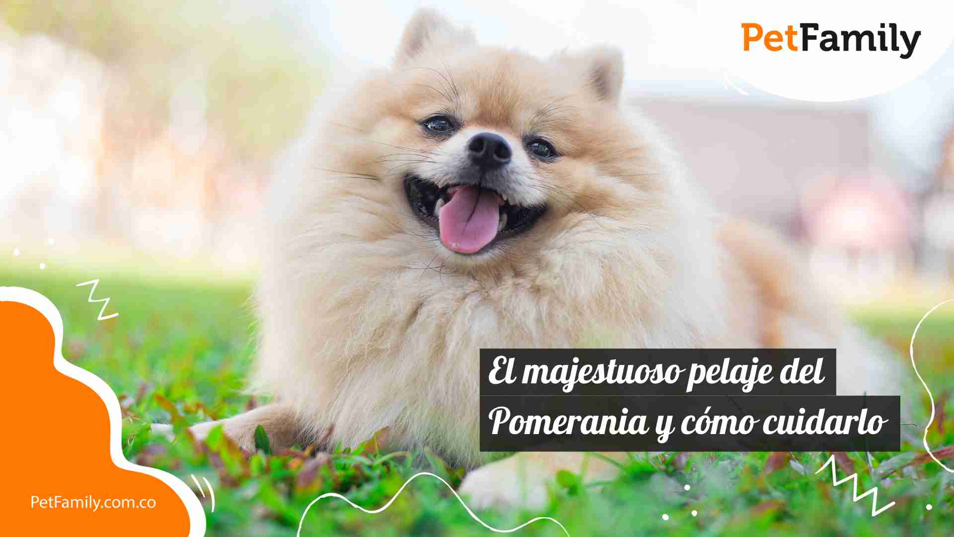 Tabla De Colores De Pomerania El Perro Hermoso De Pom Pomeranian Está