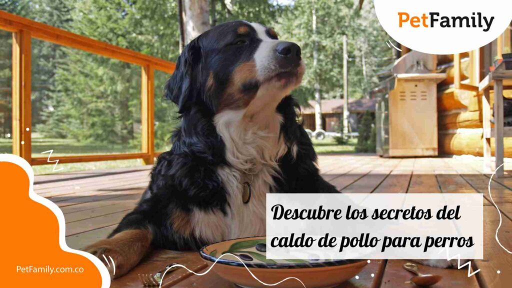 Descubre los secretos del caldo de pollo para perros - Pet Family