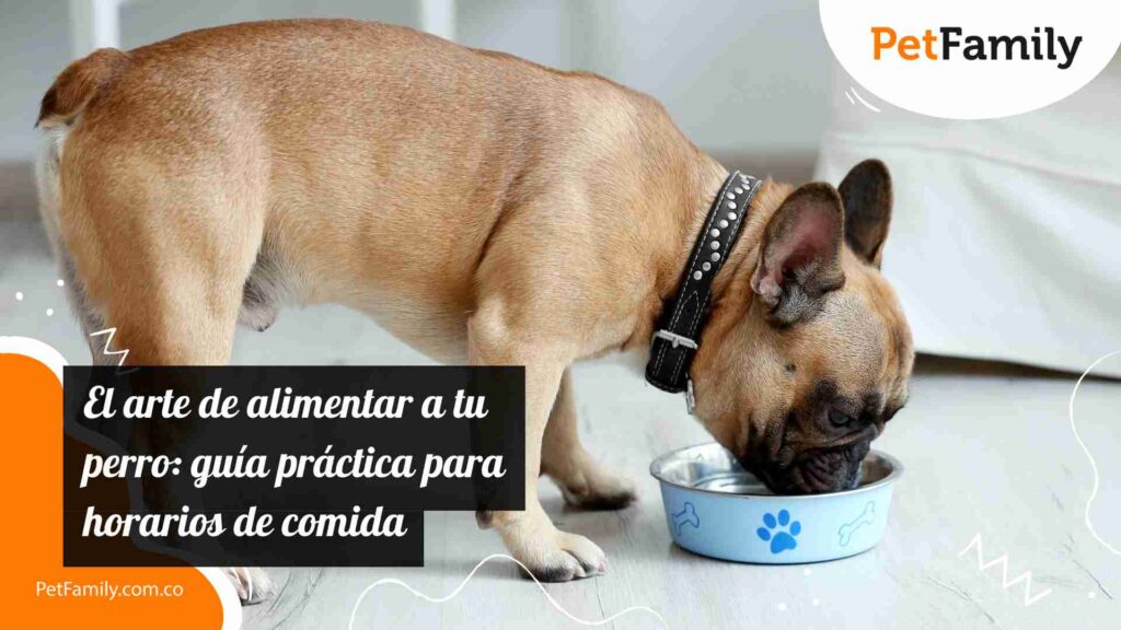 El arte de alimentar a tu perro: guía práctica para horarios de comida ...