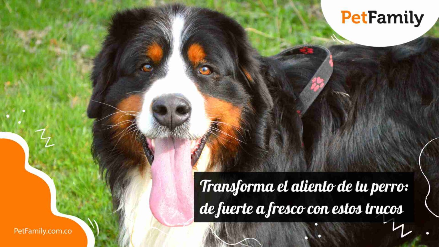 Transforma el aliento de tu perro: de fuerte a fresco con estos trucos ...