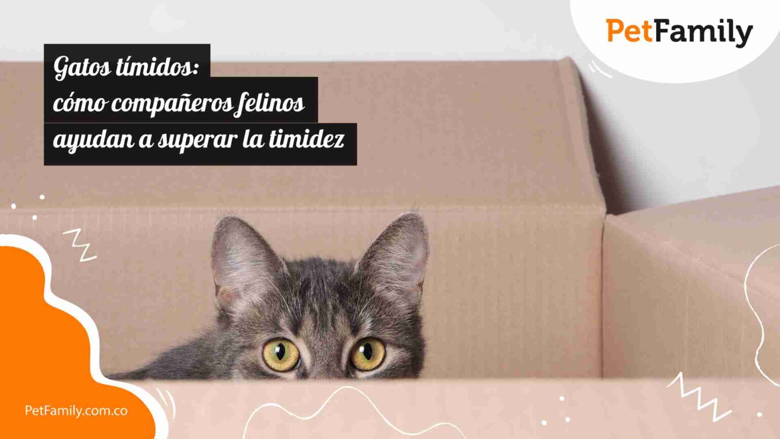 Gatos tímidos: cómo compañeros felinos ayudan a superar la timidez ...