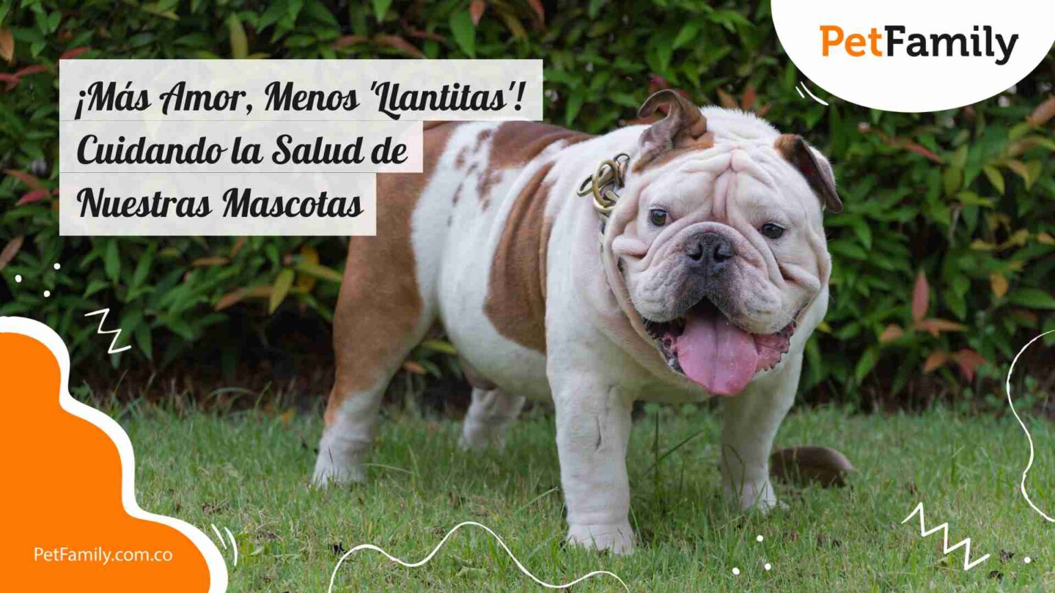 PetFamily - La Comunidad de las Mascotas y sus Familias