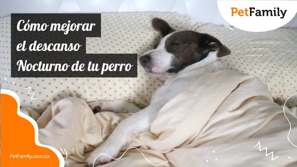 PetFamily - La Comunidad de las Mascotas y sus Familias