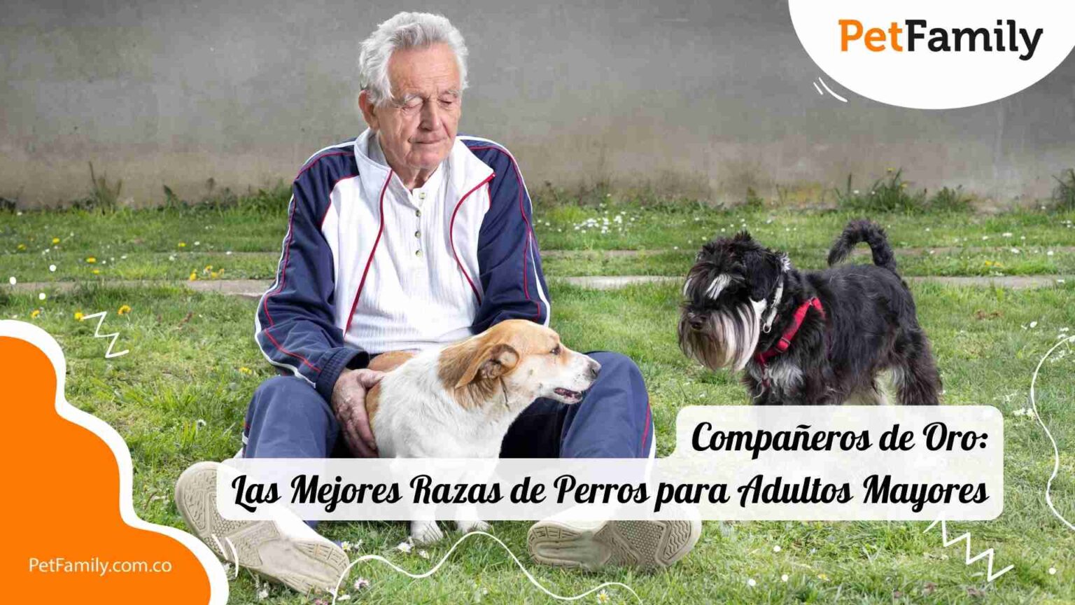 Compañeros de Oro: Las Mejores Razas de Perros para Adultos Mayores ...