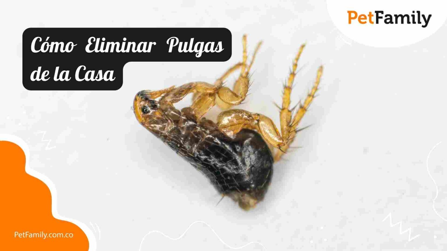 ¿Cómo Eliminar Pulgas de la Casa? - Pet Family