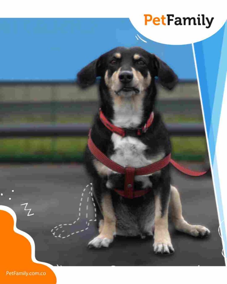 Jefazo al Rescate: Una Historia de Tres Patas y Amor Infinito - Pet Family