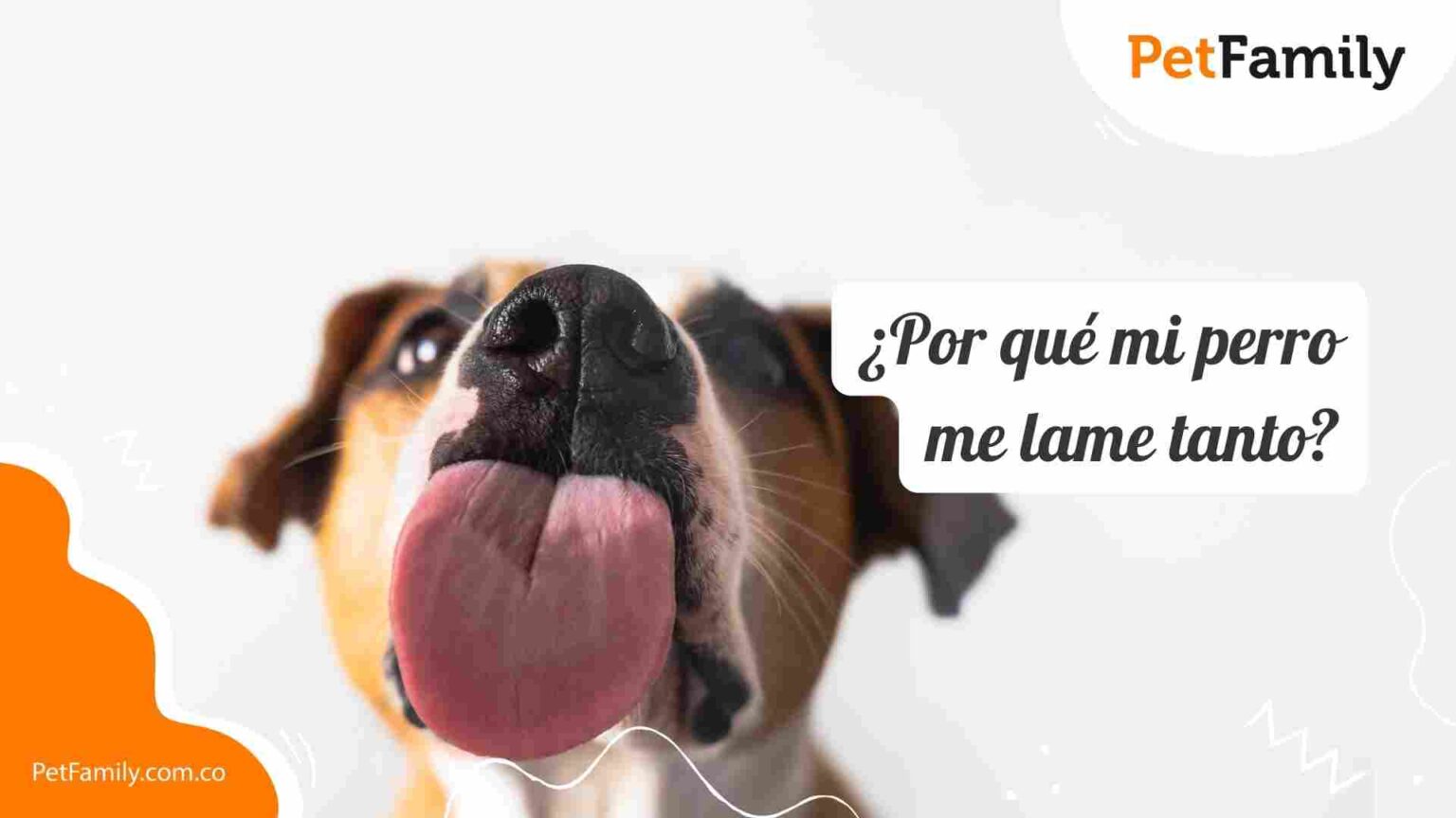 ¿Por qué mi perro me lame tanto? - Pet Family