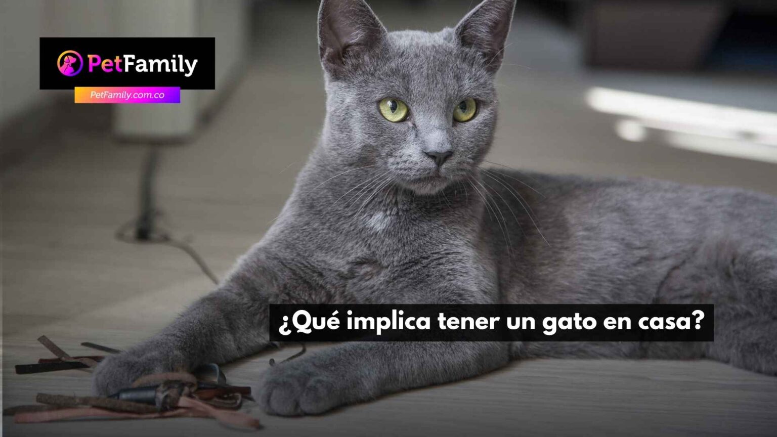 ¿Qué implica tener un gato en casa? - Pet Family