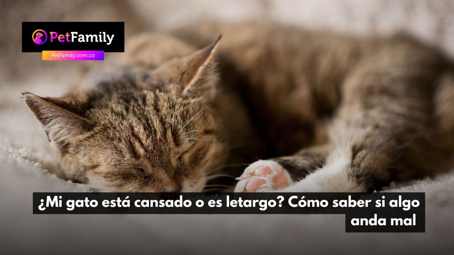 ¿Mi gato está cansado o es letargo? Cómo saber si algo anda mal - Pet ...