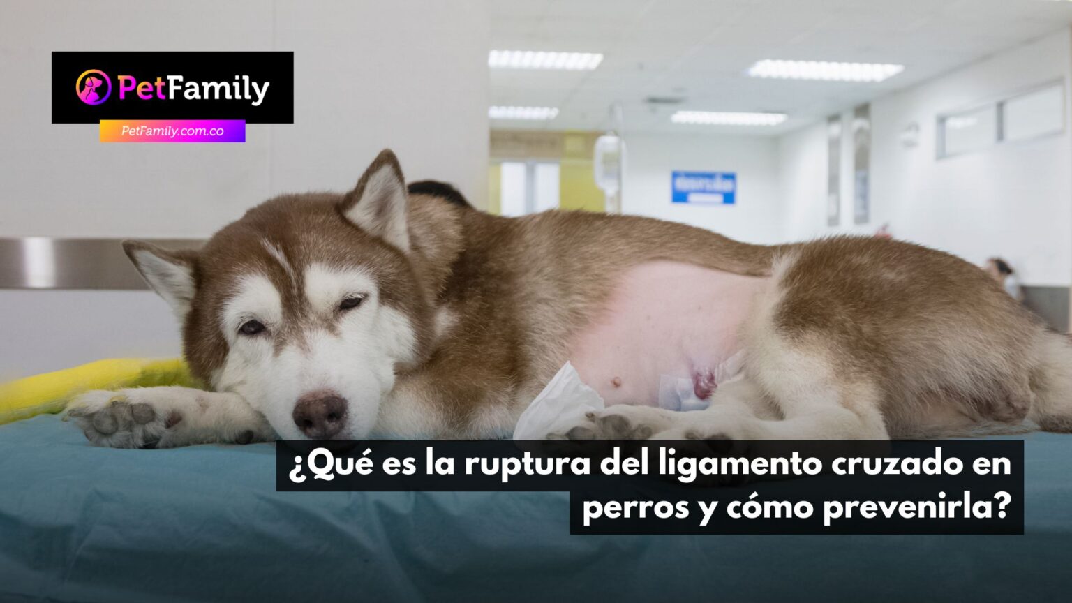 ¿Qué es la ruptura del ligamento cruzado en perros y cómo prevenirla ...
