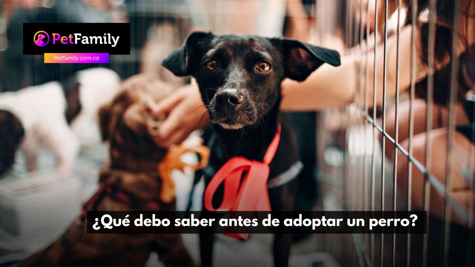 ¿Qué debo saber antes de adoptar un perro? - Pet Family