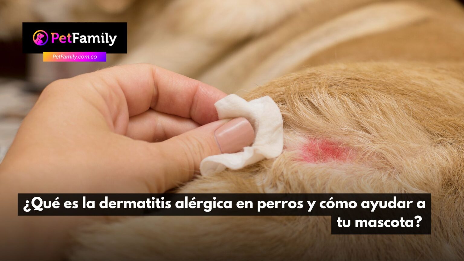 ¿Qué es la dermatitis alérgica en perros y cómo ayudar a tu mascota ...